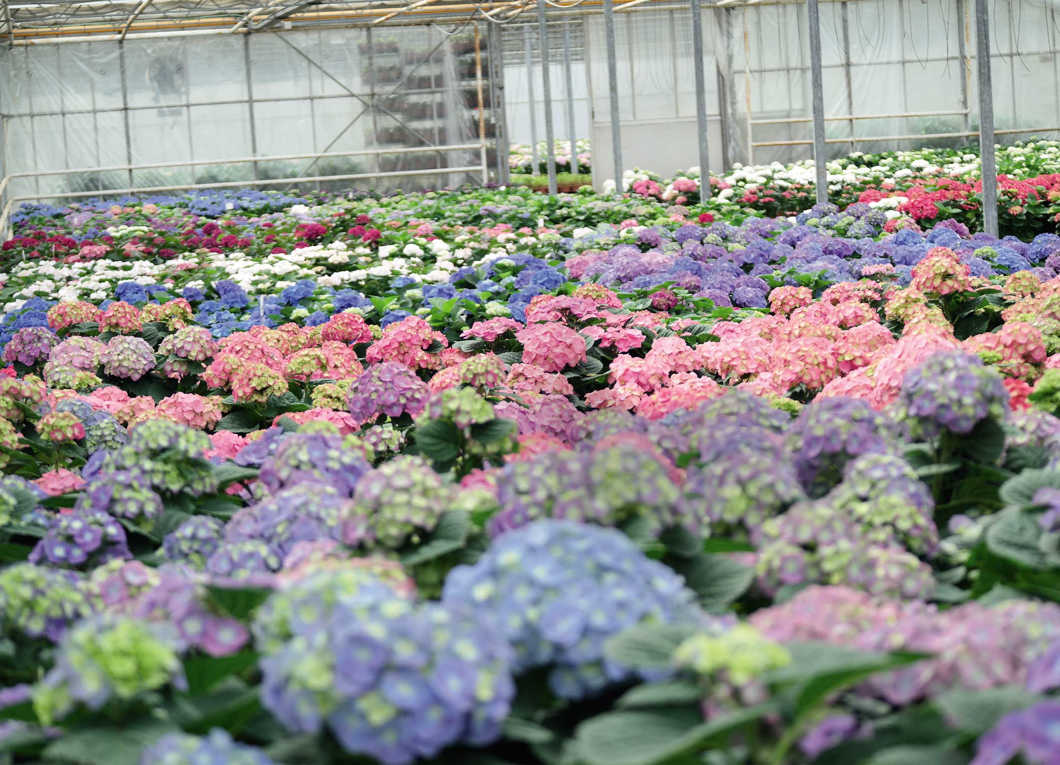 Mehr Klimaschutz und Ressourcenschonung im Erwerbsgartenbau leicht ...