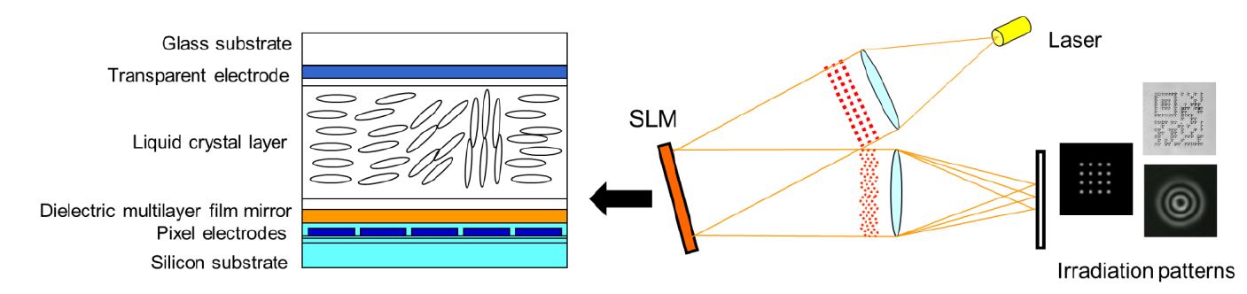 Hamamatsu Photonics has developed a new spatial light modulator (SLM ...