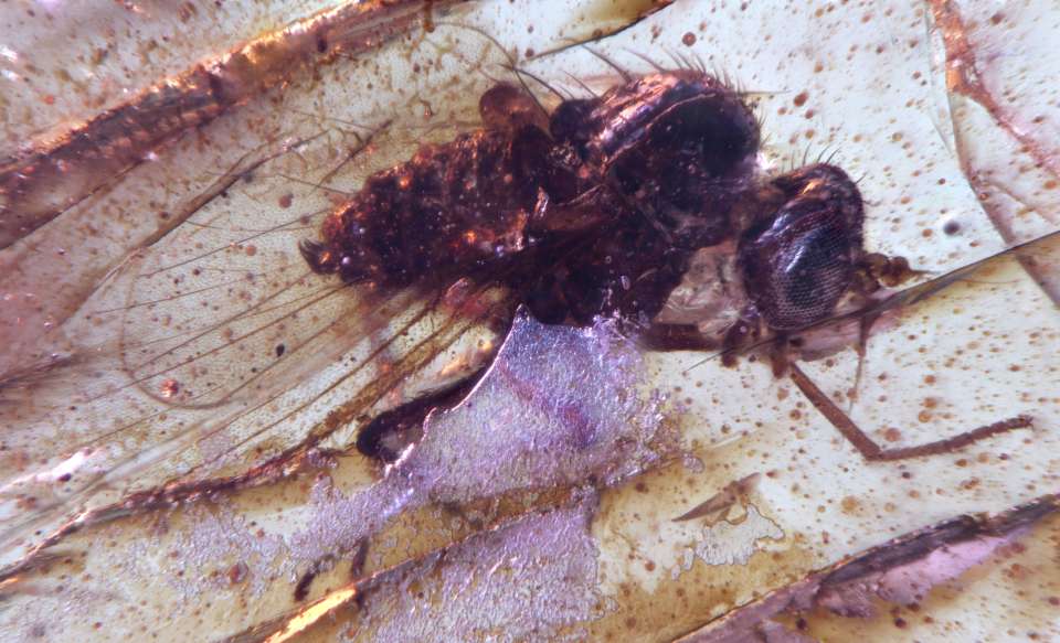 112-million-year-old Time Capsule: Oldest Amber Insects from South ...