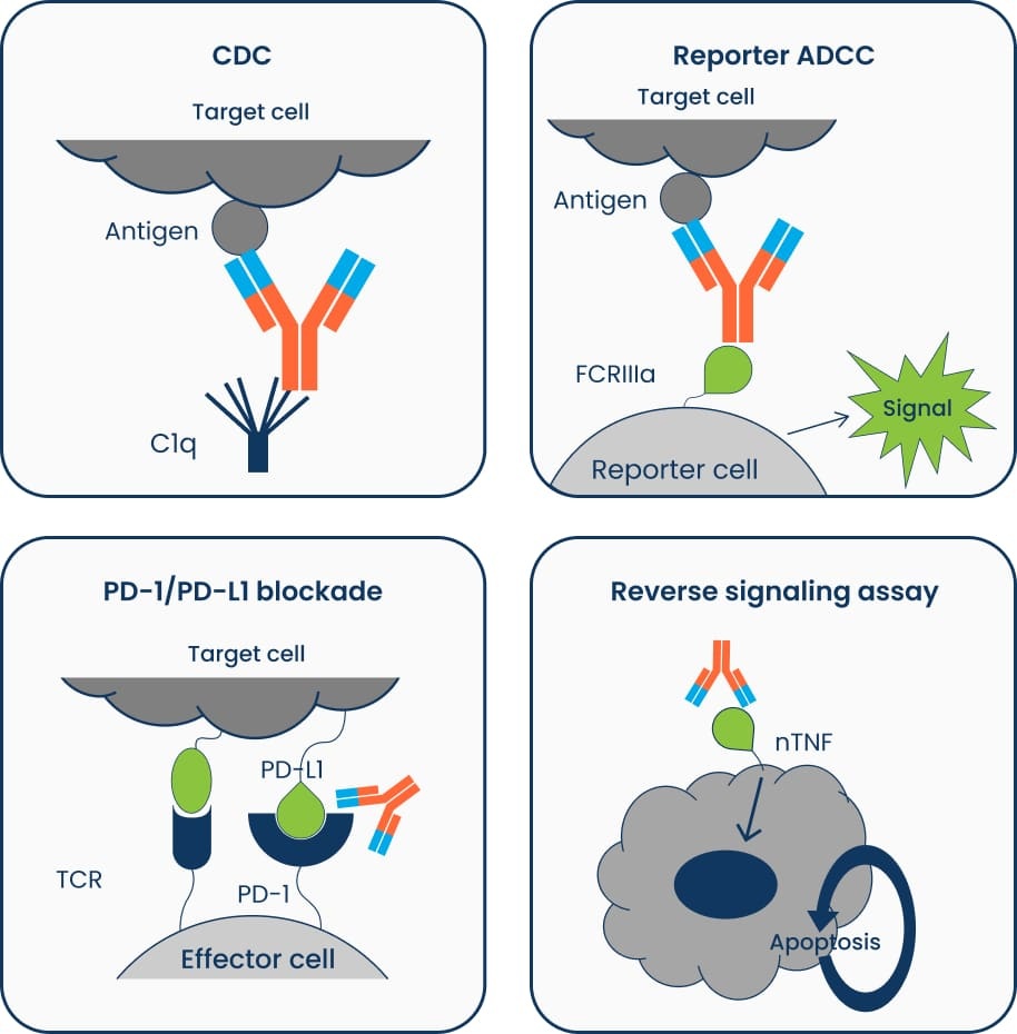 Effector Function in Biologics: Why ADCC, CDC and Cell-Based Potency ...