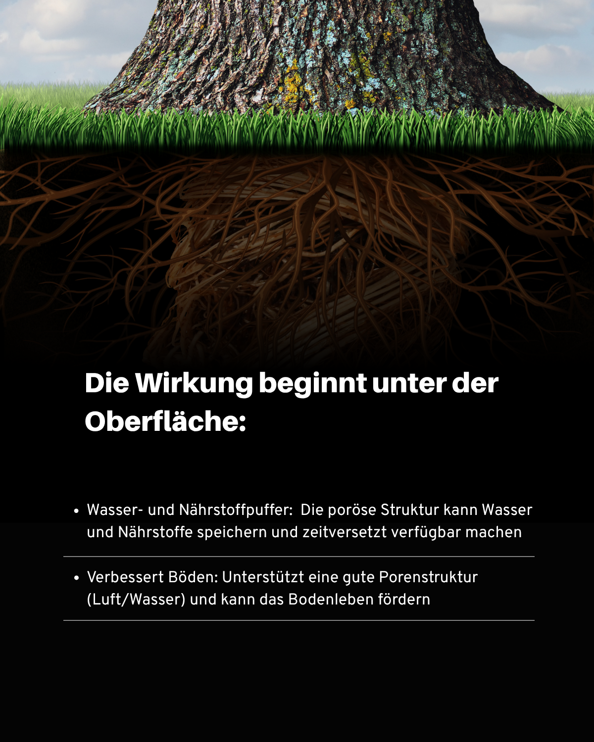 Pflanzenkohle für klimaresiliente Städte: Studie belegt Vorteile für ...