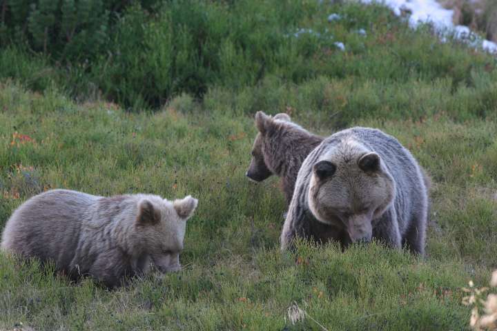 Bears: Changing the Menu in a Warming Climate, Senckenberg – Leibniz ...