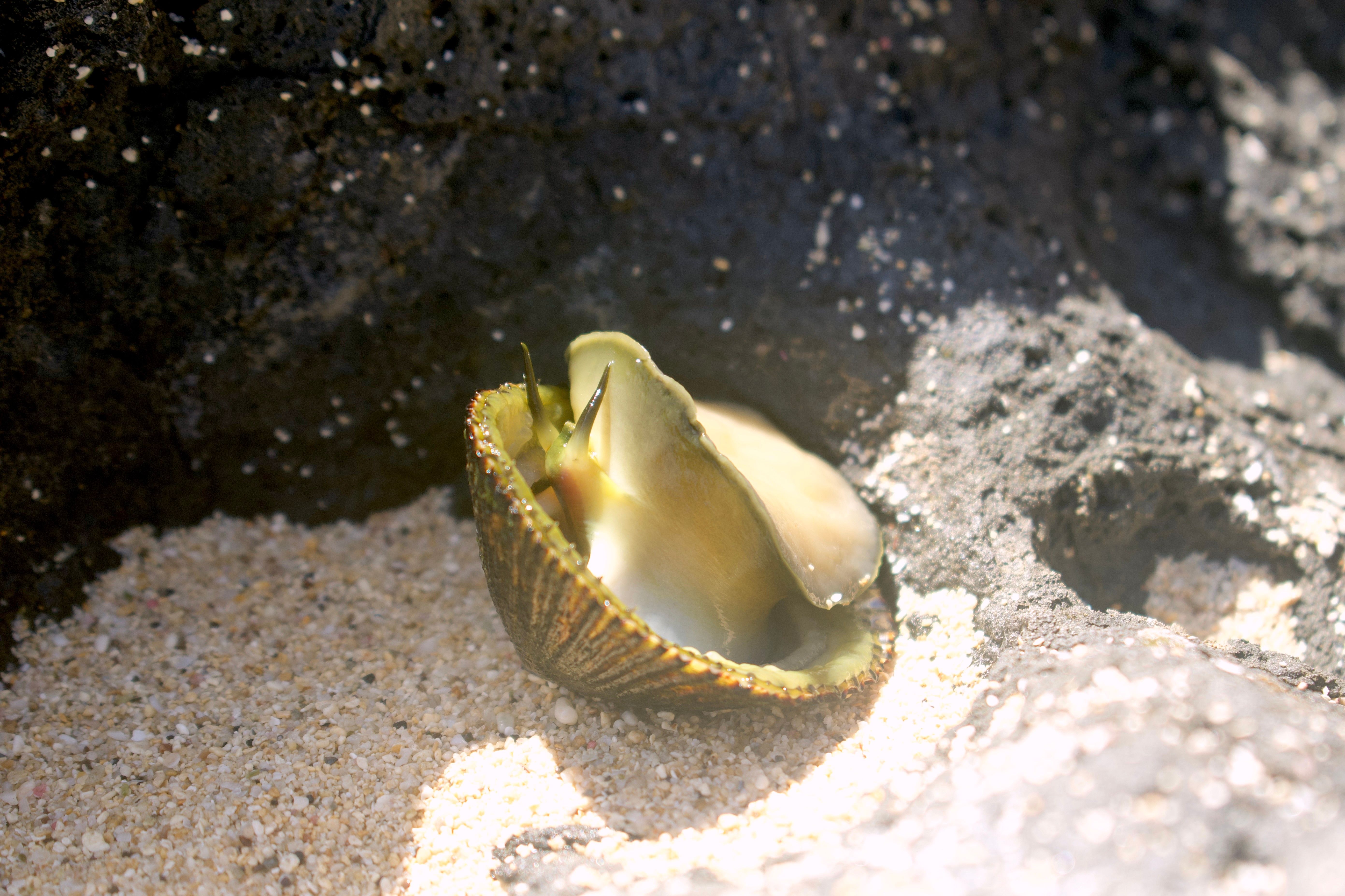 “Mollusc of the year 2025” Competition, Senckenberg – Leibniz ...
